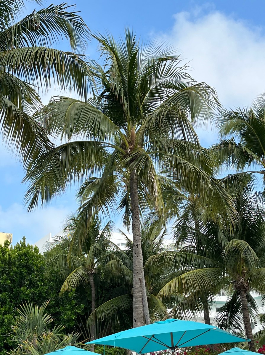 The Ick Factor – Sober Tiffany